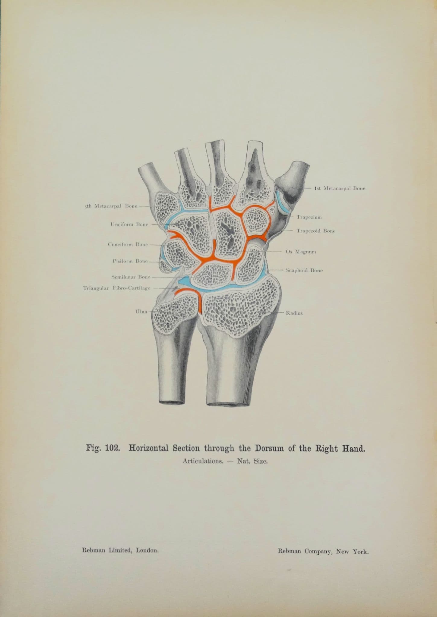 HORIZONTAL SECTION DORSUM HAND Original Antique Anatomy Lithographed ...