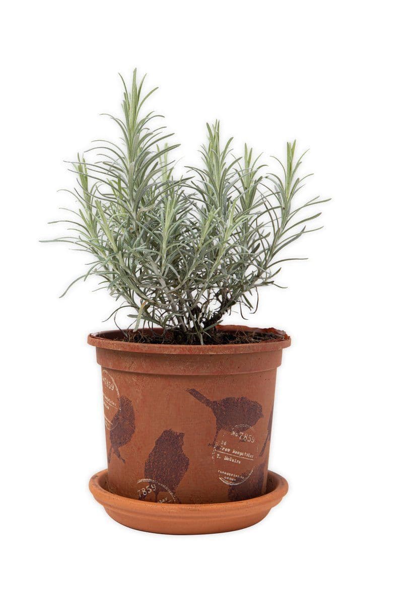 Sizzix Tim Holtz - Thinlits Die Set 9pk - Silhouette Birds