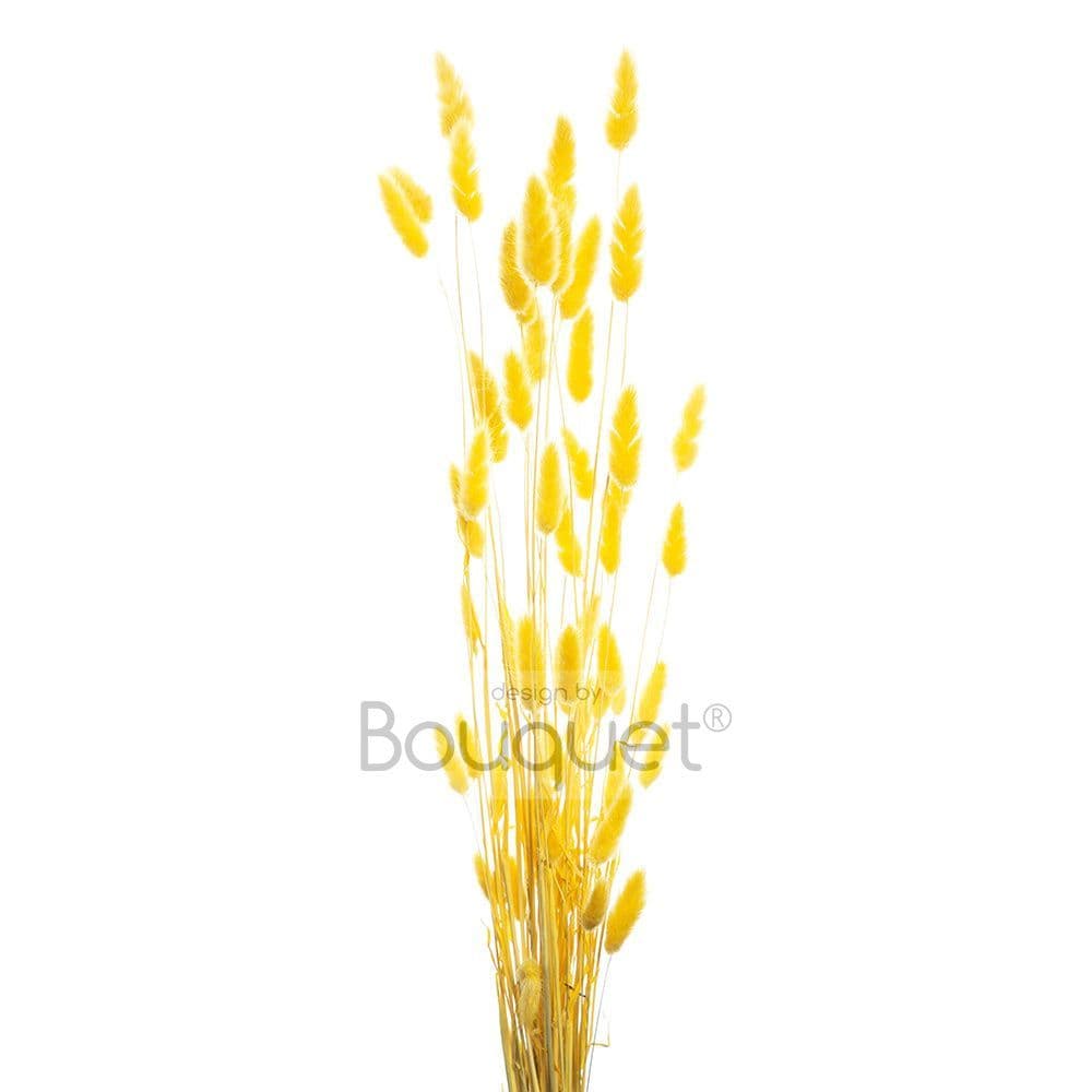 LAGURUS / NATURAL YELLOW LAGURUS