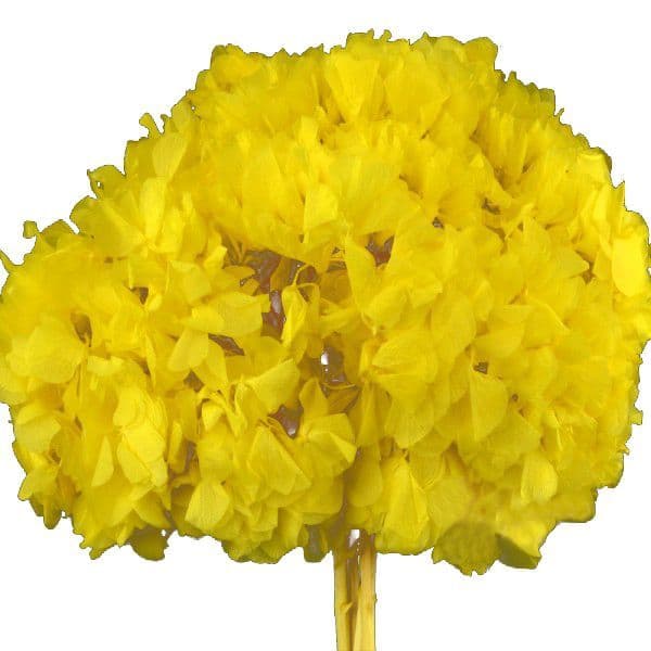 / PRESERVED HYDRANGEAS YELLOW