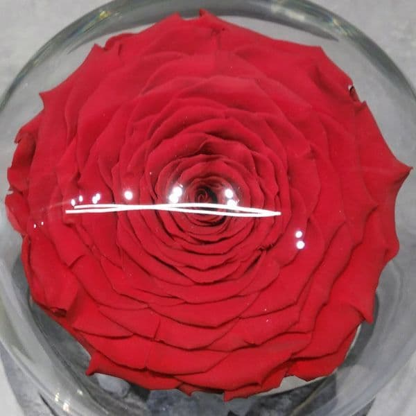 A FOREVER ROSE in a glass dome