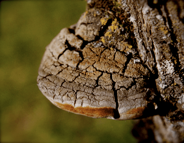 Organic Mesima Phellinus linteus