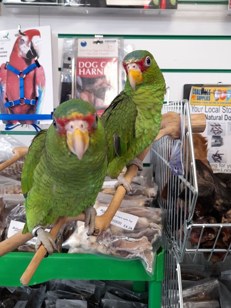 White Fronted Amazon 2 left