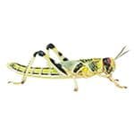 Locusts all sizes