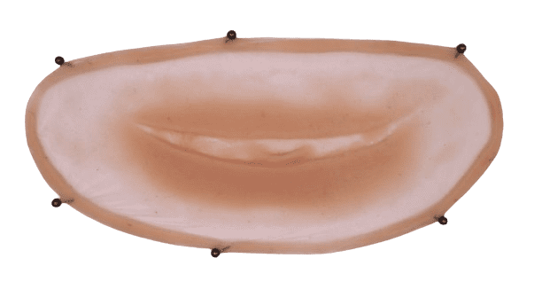 Slit Throat Prosthetic | Silicone | Mouldlife