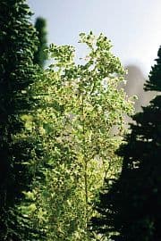 Noch 07146 Leaves-Dark Green 50g