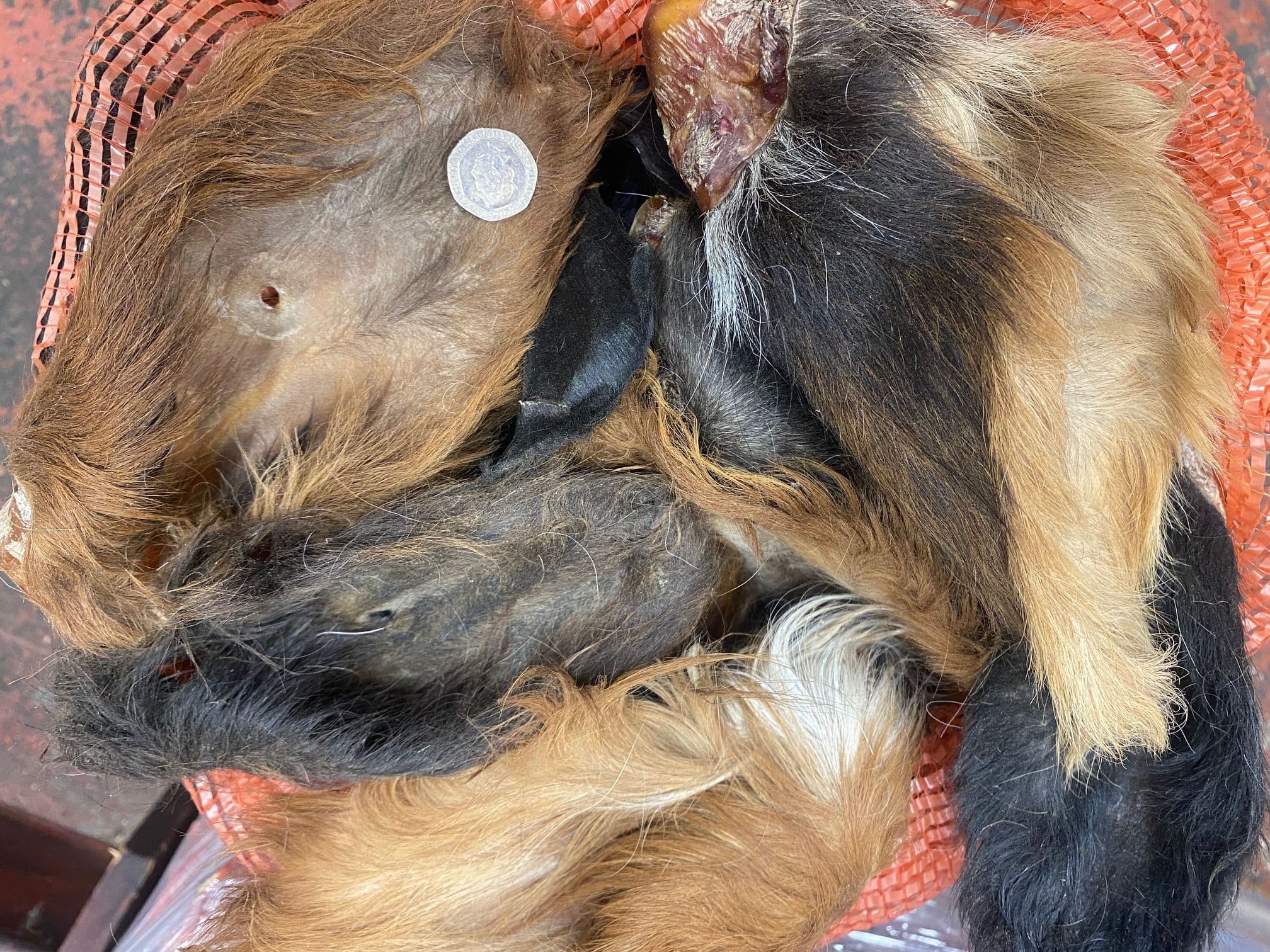 Hairy Fur Buffalo Beef Cow Ears 50 s