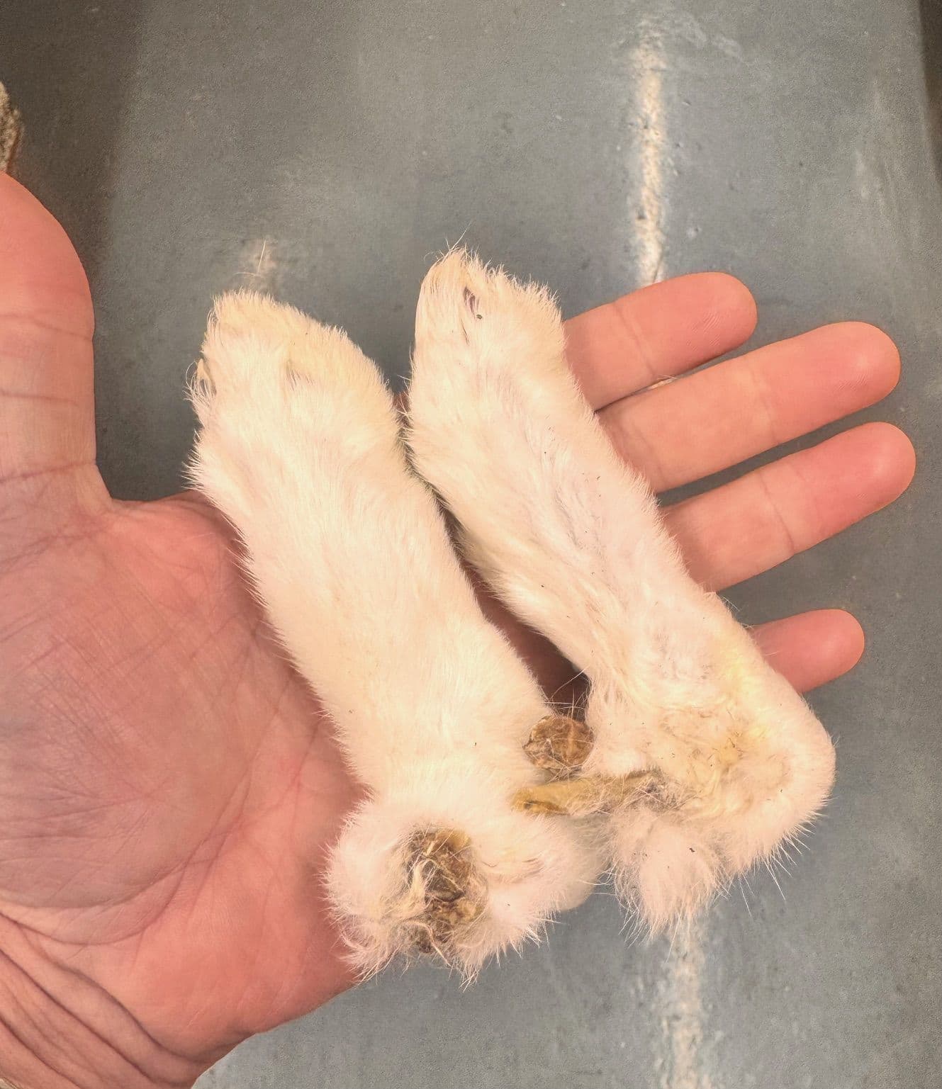 Rabbit Feet with Fur Hair 1kg