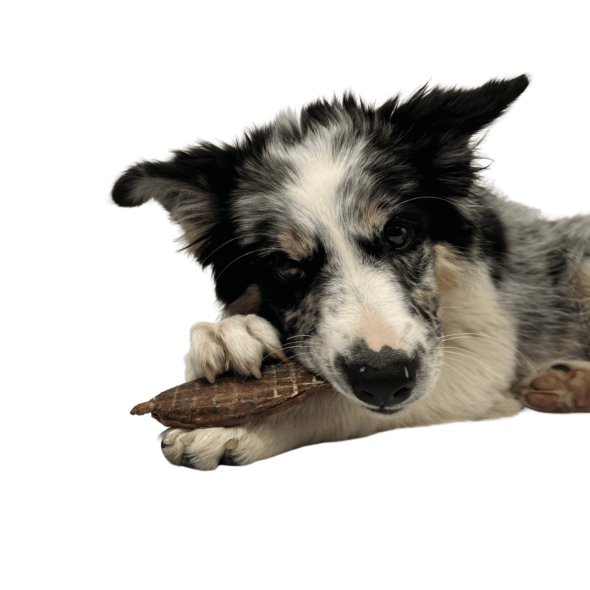 100 Natural Beef Testicle Dog Chew Cow Ball Gonads Treat