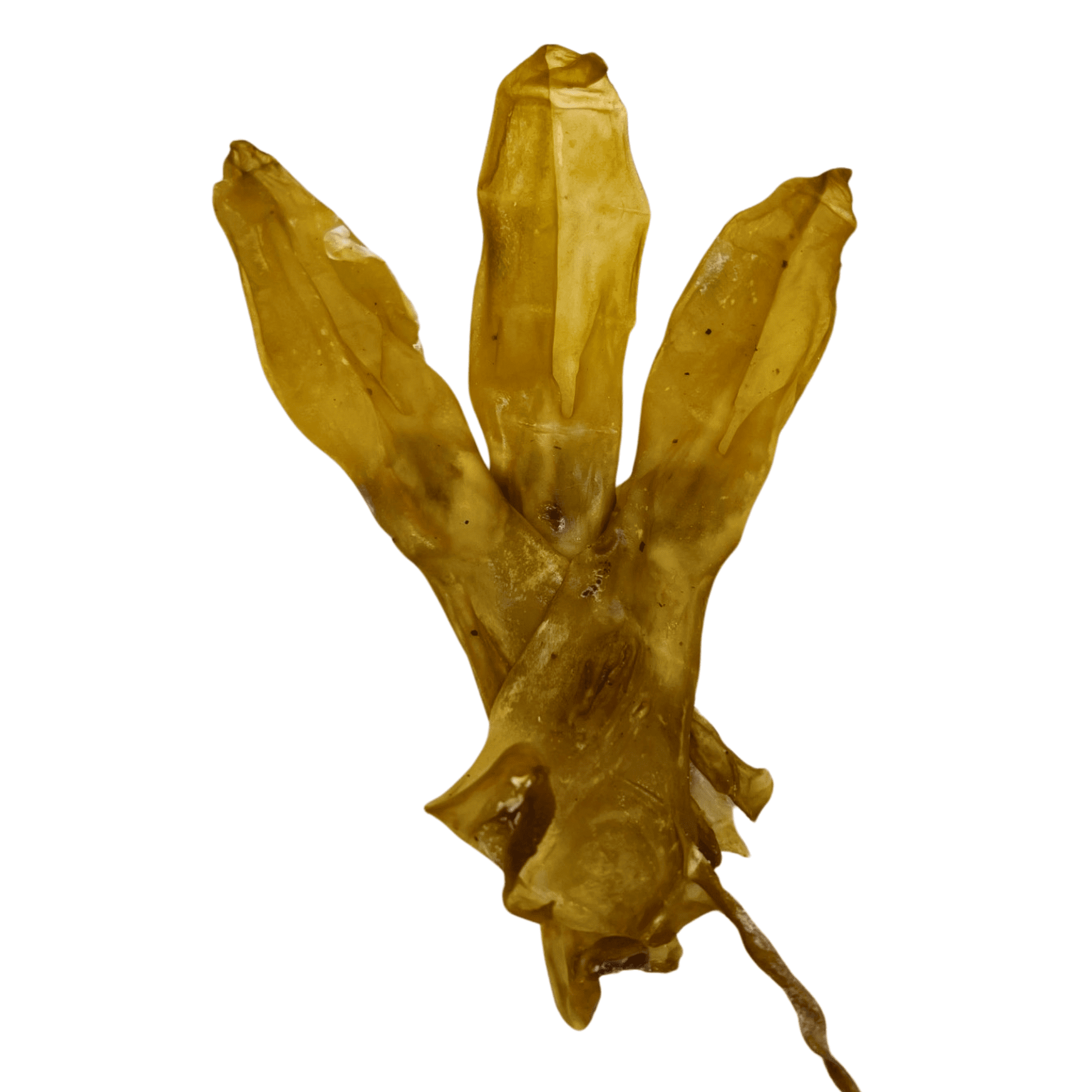 NATURAL TREATS Dried Hairless Rabbit Ears Dog Puppy Chew - Low in Fat ...