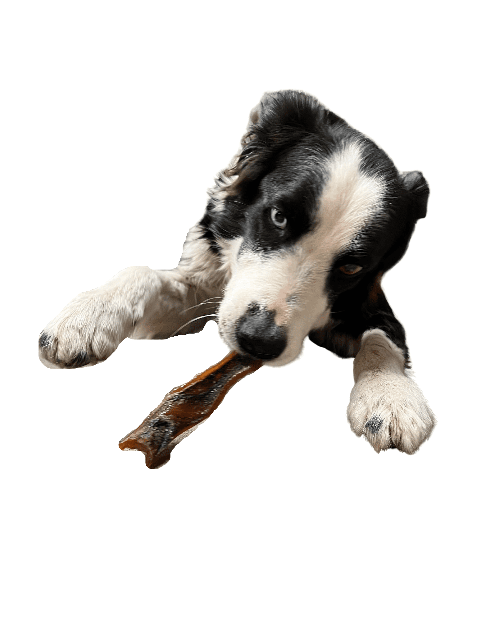 Pawstrading Camel Skin Strips Natural Long Chew Time Tough Dog Treat ...