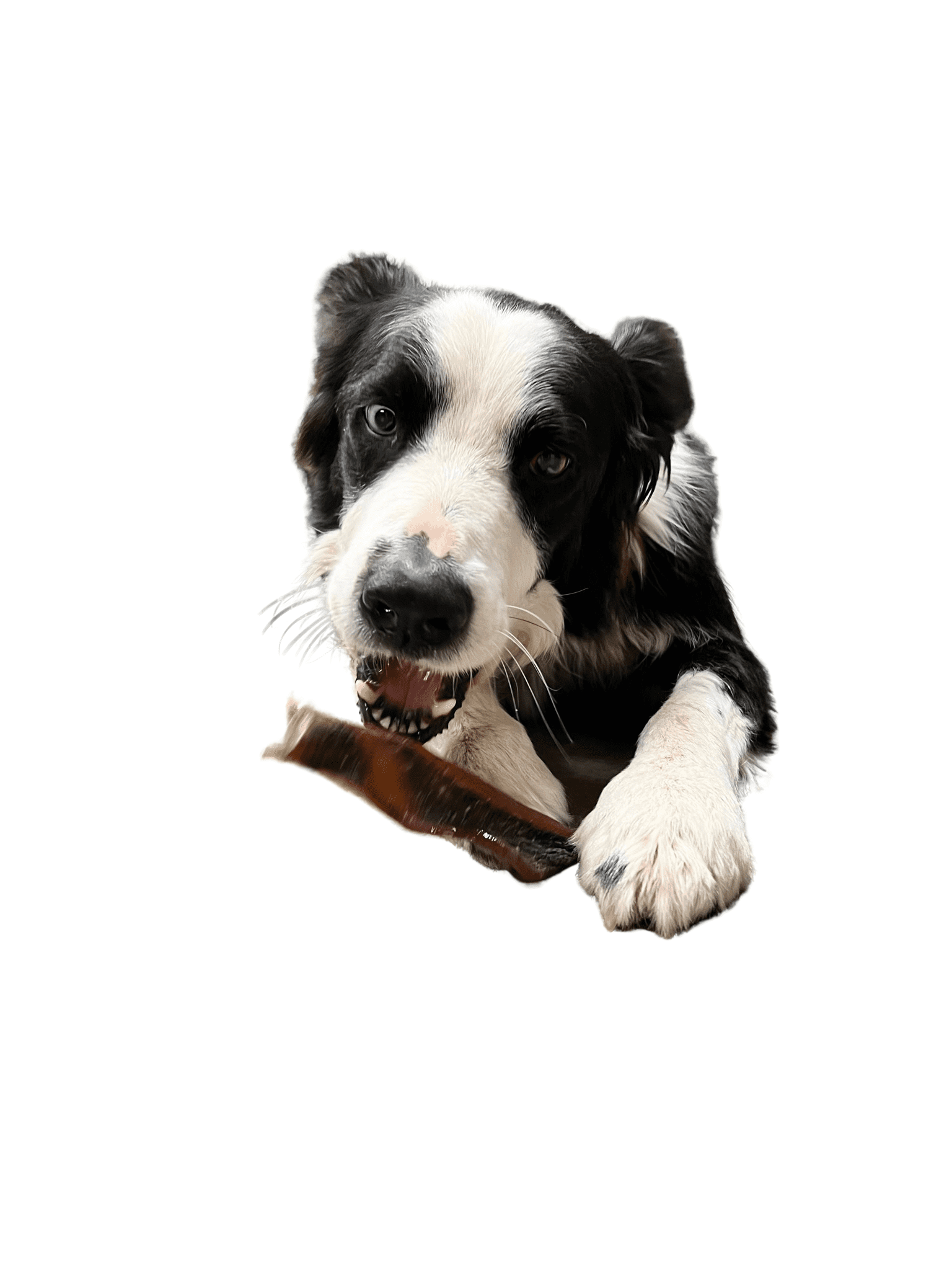 Pawstrading Camel Skin Strips Natural Long Chew Time Tough Dog Treat ...