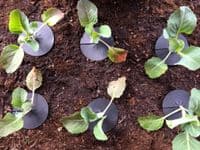 Reusable Cabbage Brassica Plant Protector Barrier Collar Mat Deters ...