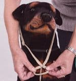 K9 Bridle Dog Halti/Control