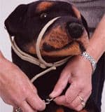 K9 Bridle Dog Halti/Control