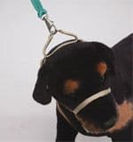 K9 Bridle Dog Halti/Control