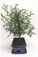 Zanthoxylum piperitum Bonsai 16 Years 1