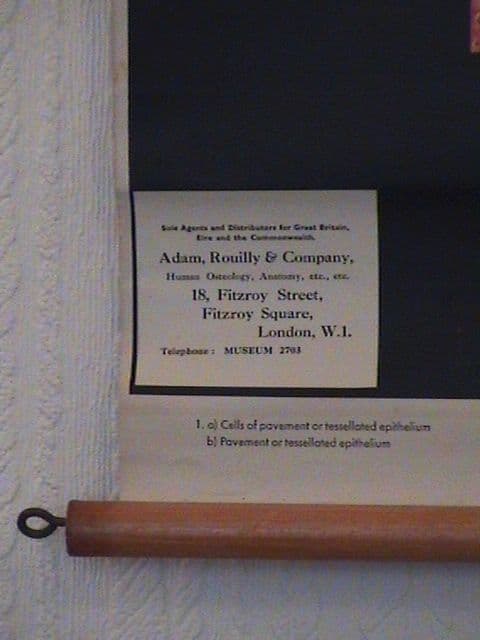 Original Vintage Linen Medical Anatomy Chart Cells & Tissues M Rohl ...