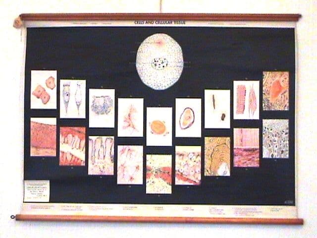 Original Vintage Linen Medical Anatomy Chart Cells & Tissues M Rohl ...