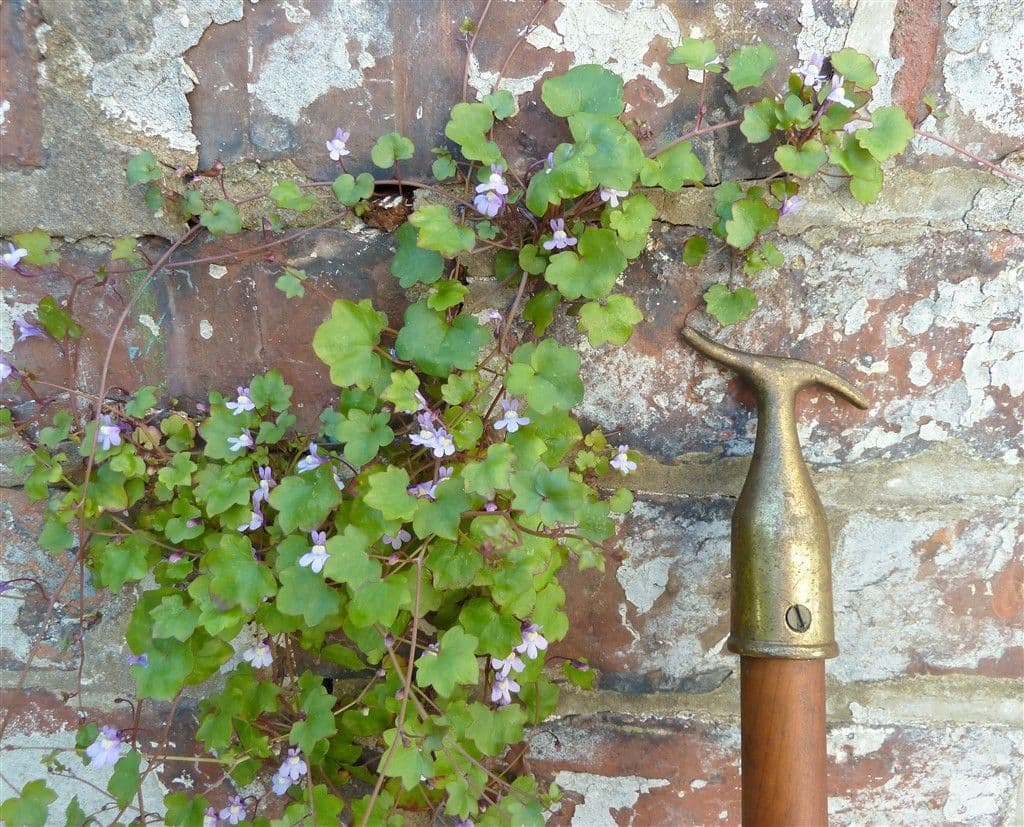 Vintage Long Handled Sash Window Pole Brass Hook 1950s Wood Wooden ...