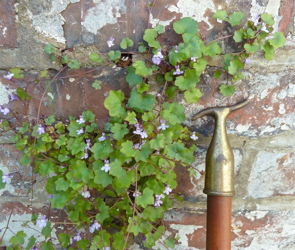 Vintage Long Handled Sash Window Pole Brass Hook 1950s Wood Wooden ...