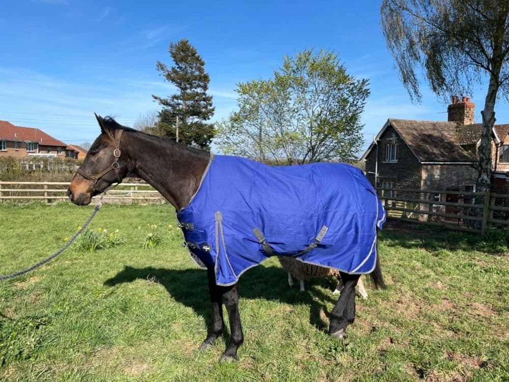 Light Weight 50gram Standard Neck Turnout Horse Rug 1200 Denier