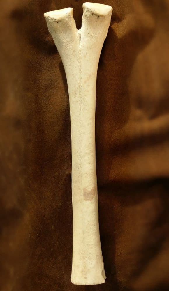 CAMEL LEG BONE