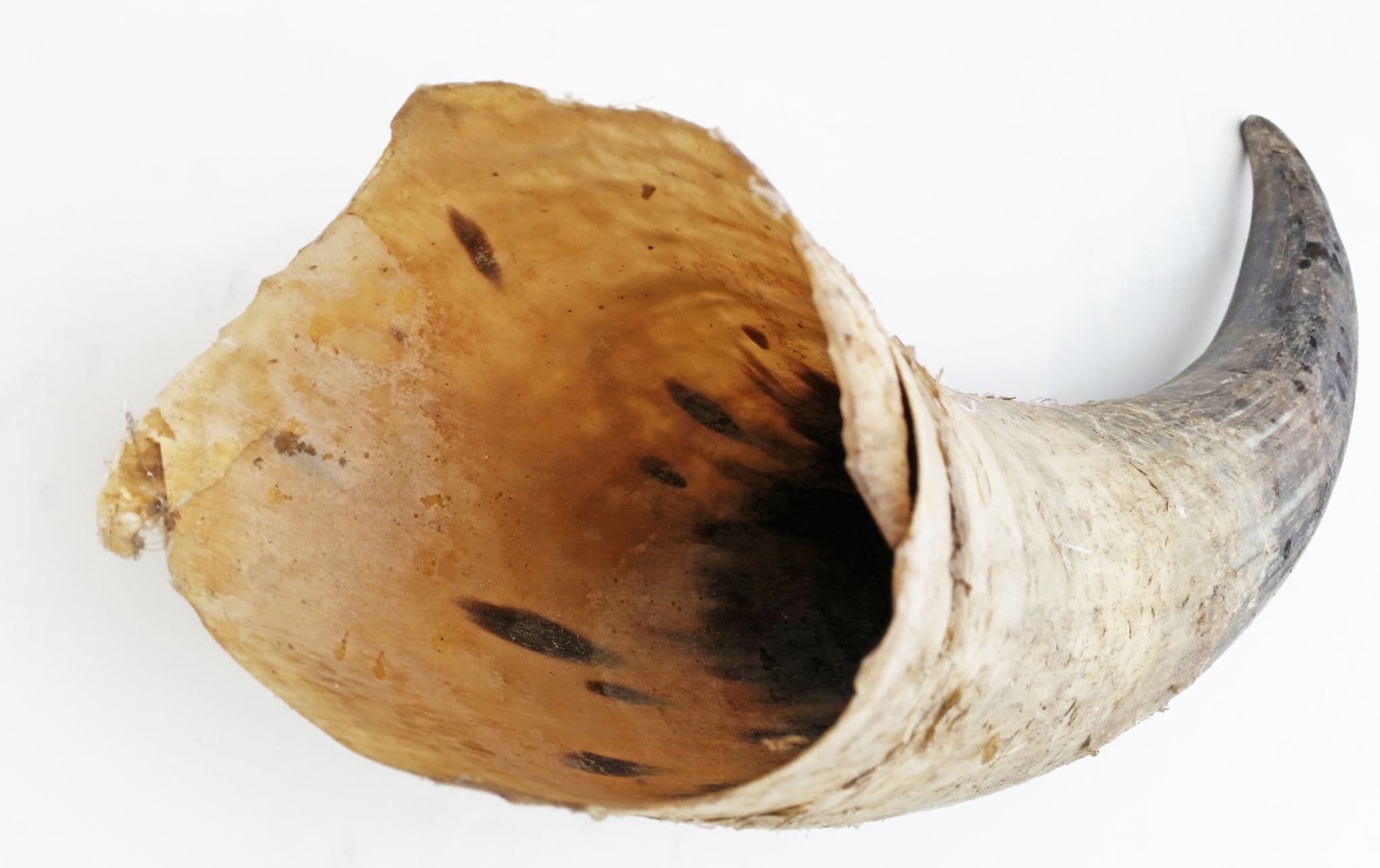 Large Cow Horn