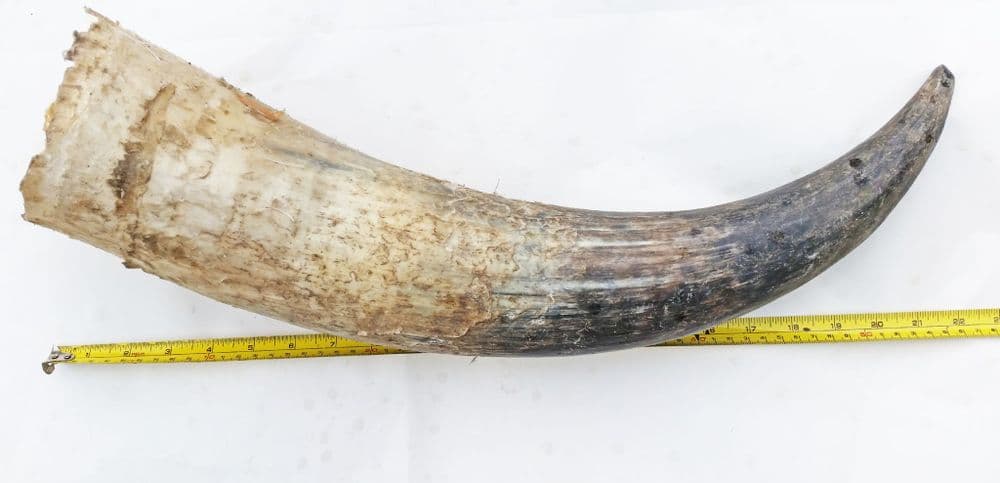 Large Cow Horn