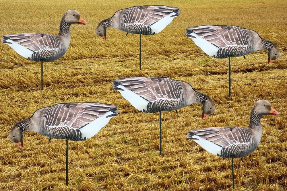 GREYLAG Geese Photo REAL Spreaders Goose Decoys To Full Body GREYS Decoying