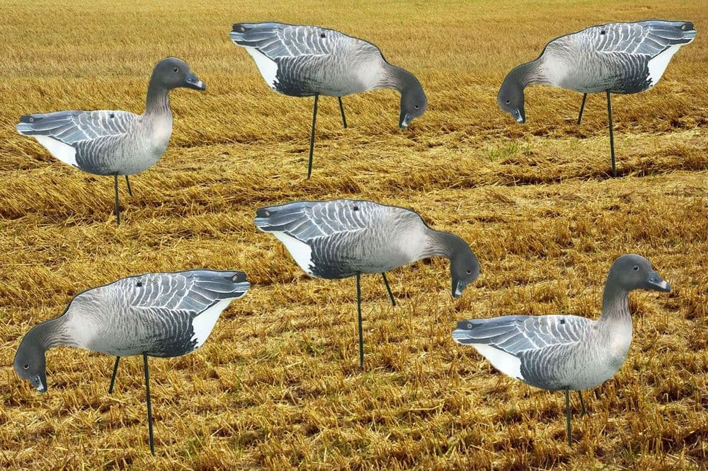 PINK FOOTED Geese Photo REAL Spreaders Goose Decoys To Full Body PINKS ...