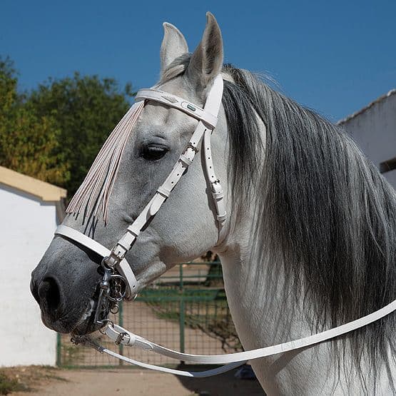 White Jerezana style bridle with mosquero and throat lash