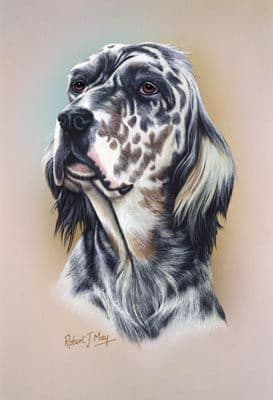 English Setter Head Study Print RMDH68