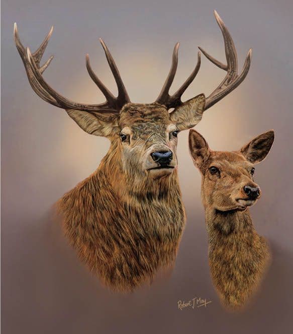Limited Edition of 50 Red Deer Stag & Hind Prints RMLE58