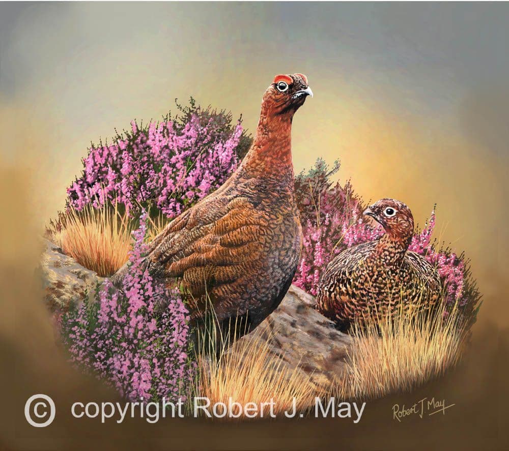 Limited Edition of 50 Red Grouse Prints RMLE101