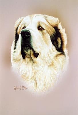 Pyrenean Mountain Dog Head Study Print RMDH119