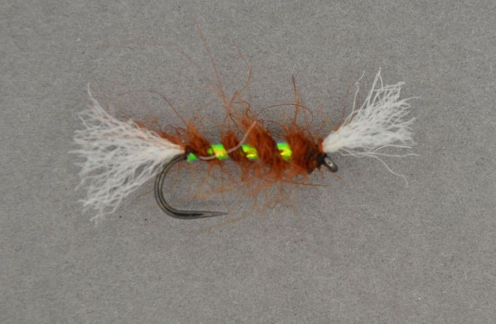 BL Fiery Brown Shipmans Buzzer