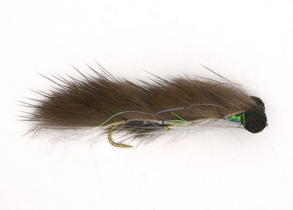 Black Booby Snakelet