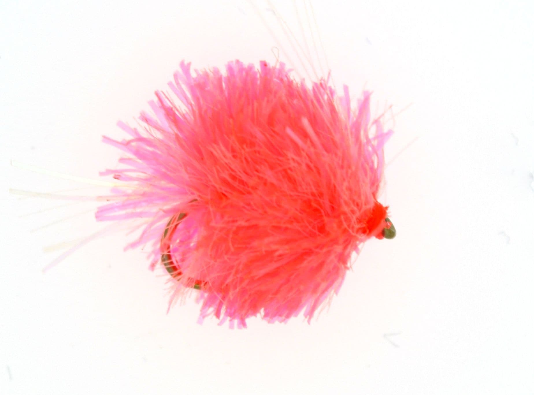 Coral Blob