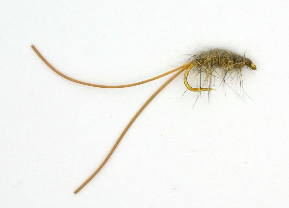 Corophium Volutator