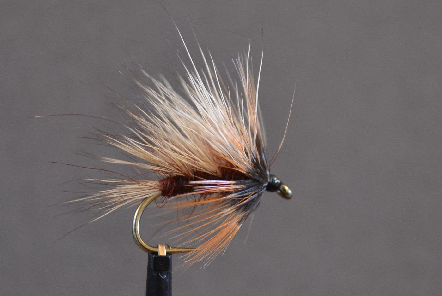 Fiery Brown Sedgehog - PR