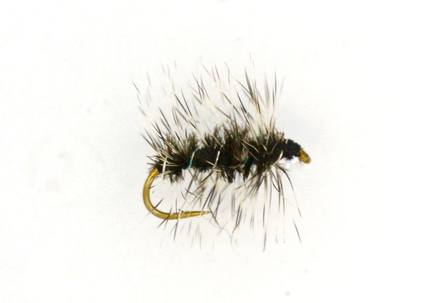 Griffith Gnat