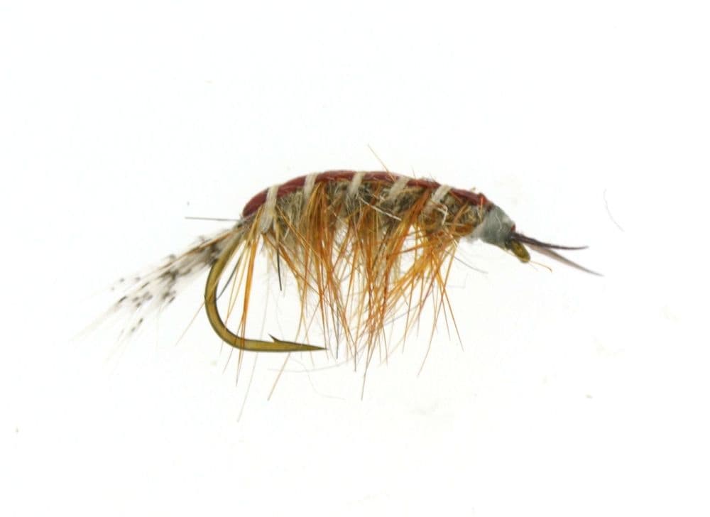 Killer Shrimp