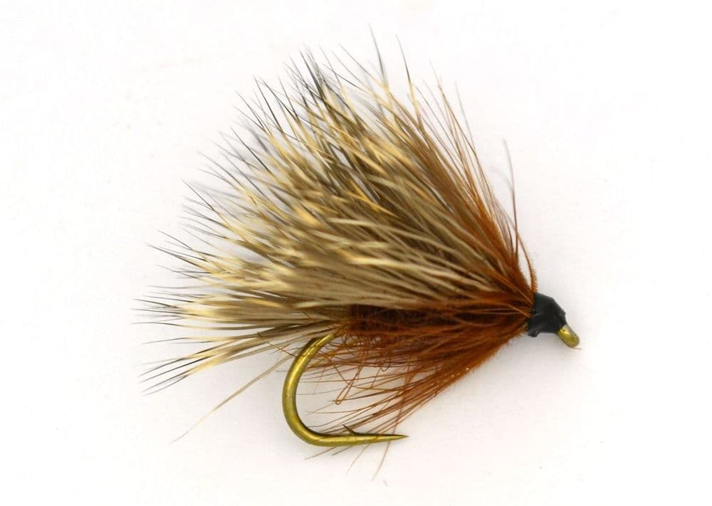 Sedgehog Fiery Brown