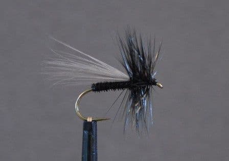 Small Black Sedge - PR