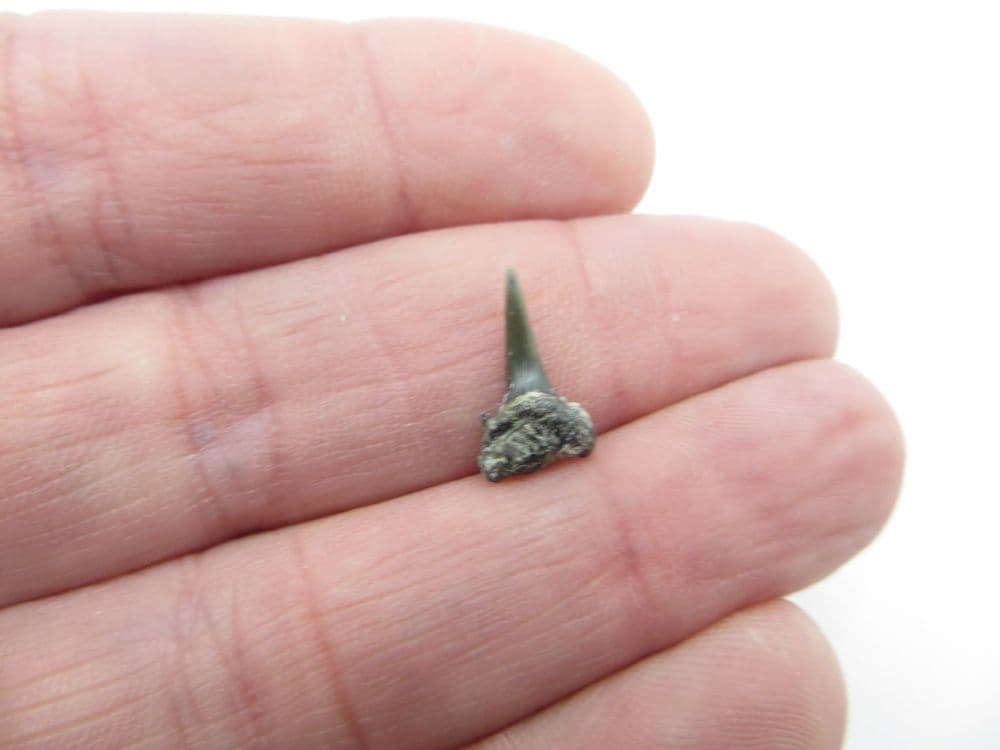 Archaeolamna kopingensis