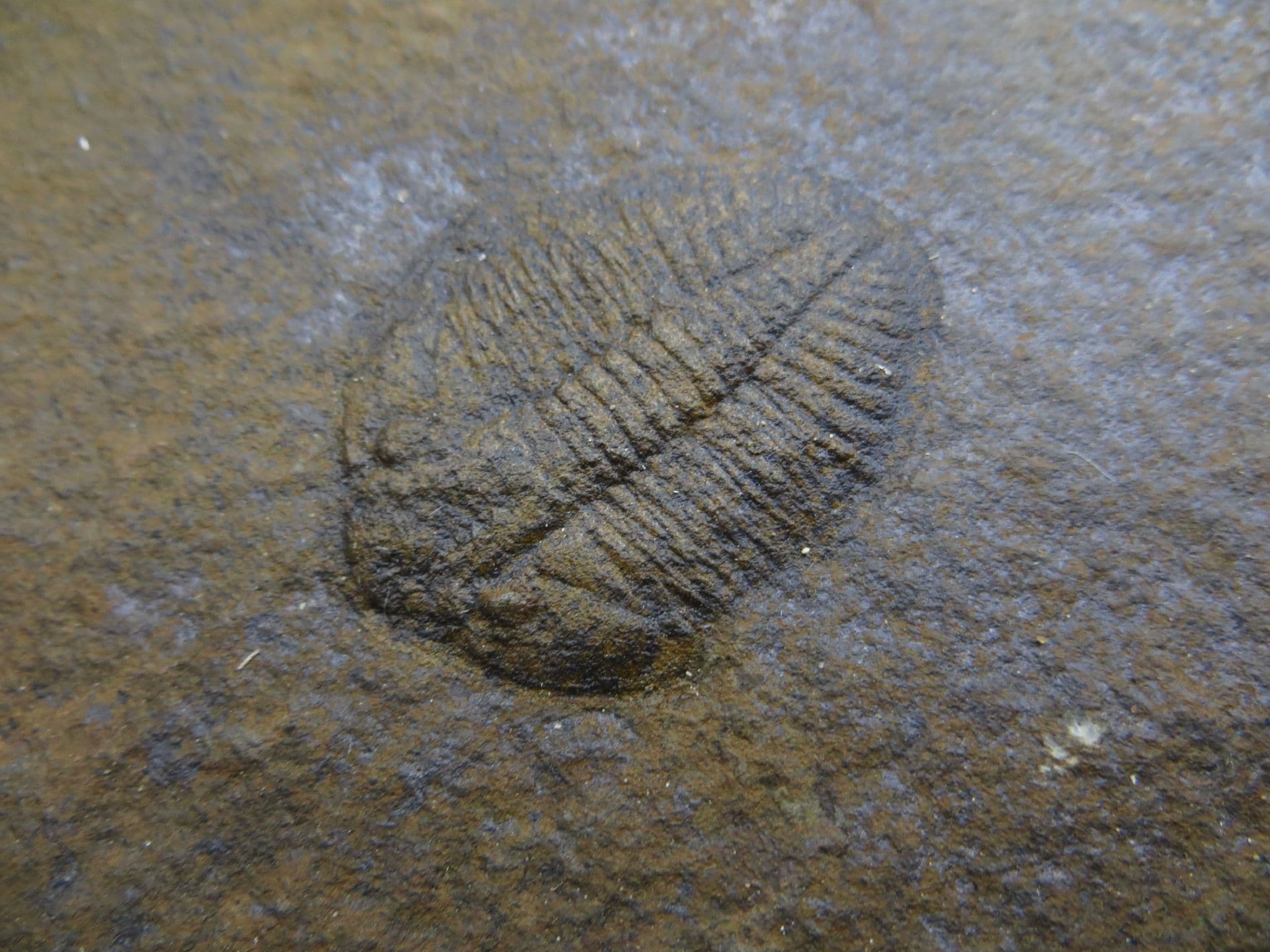 Beautiful pos/neg Ogyginus