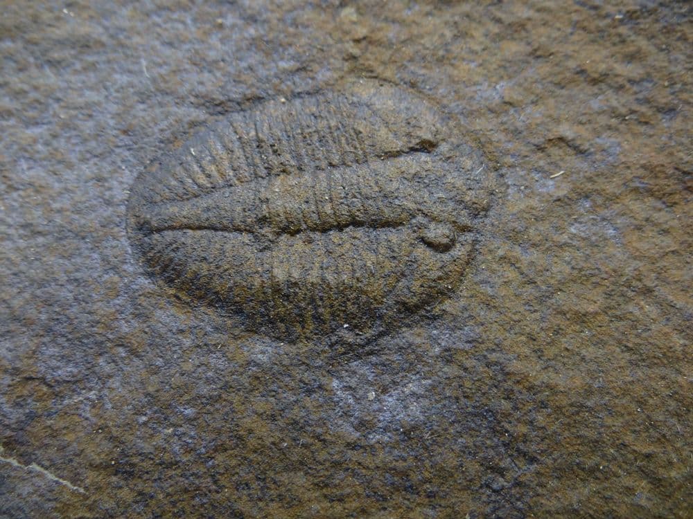 Beautiful pos/neg Ogyginus