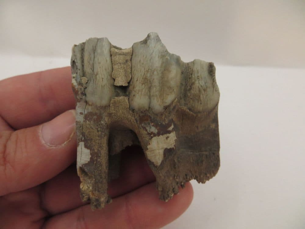Bison Tooth - Ipswichian Norfolk