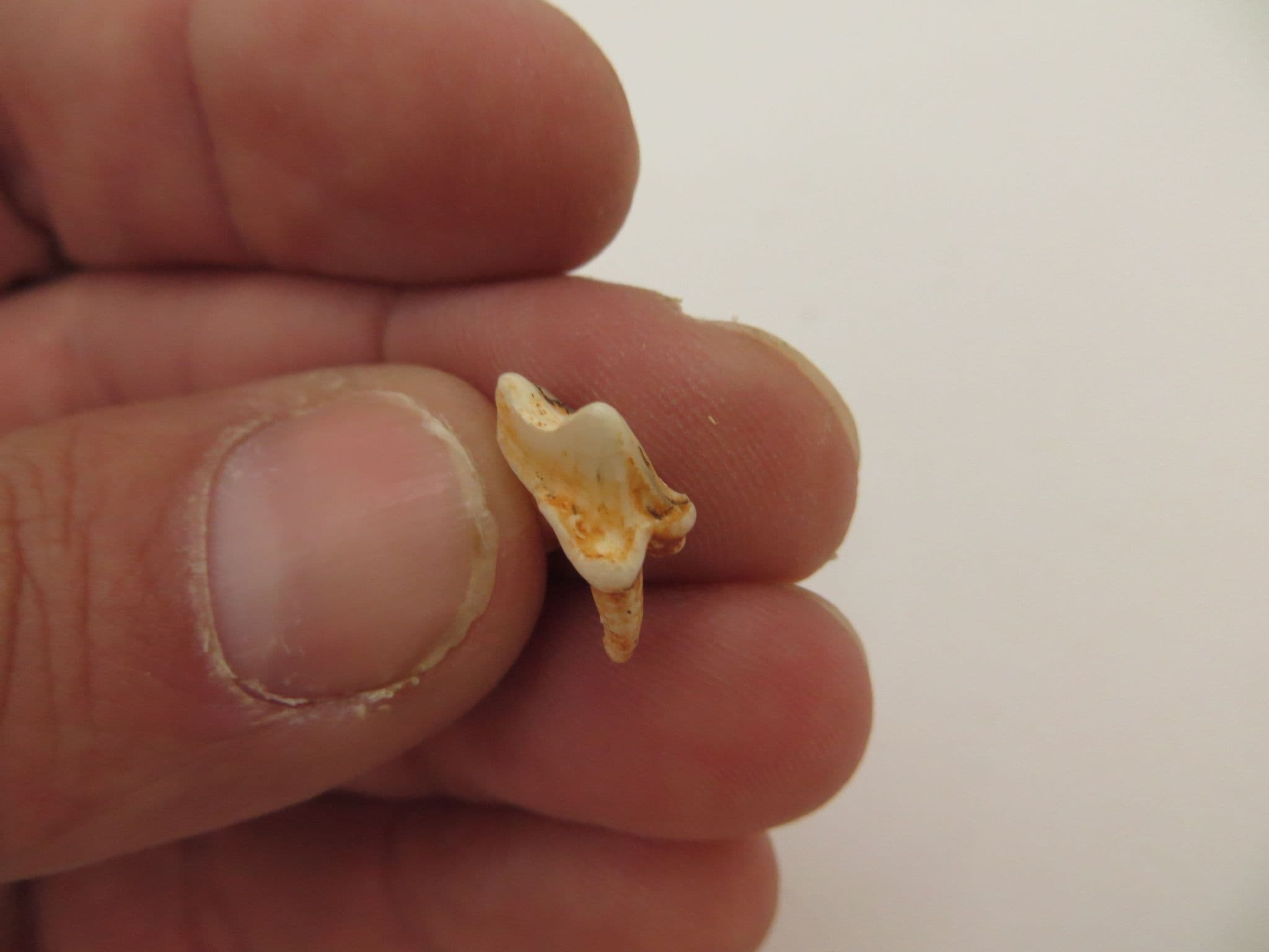Cat Tooth - Pleistocene Hungary